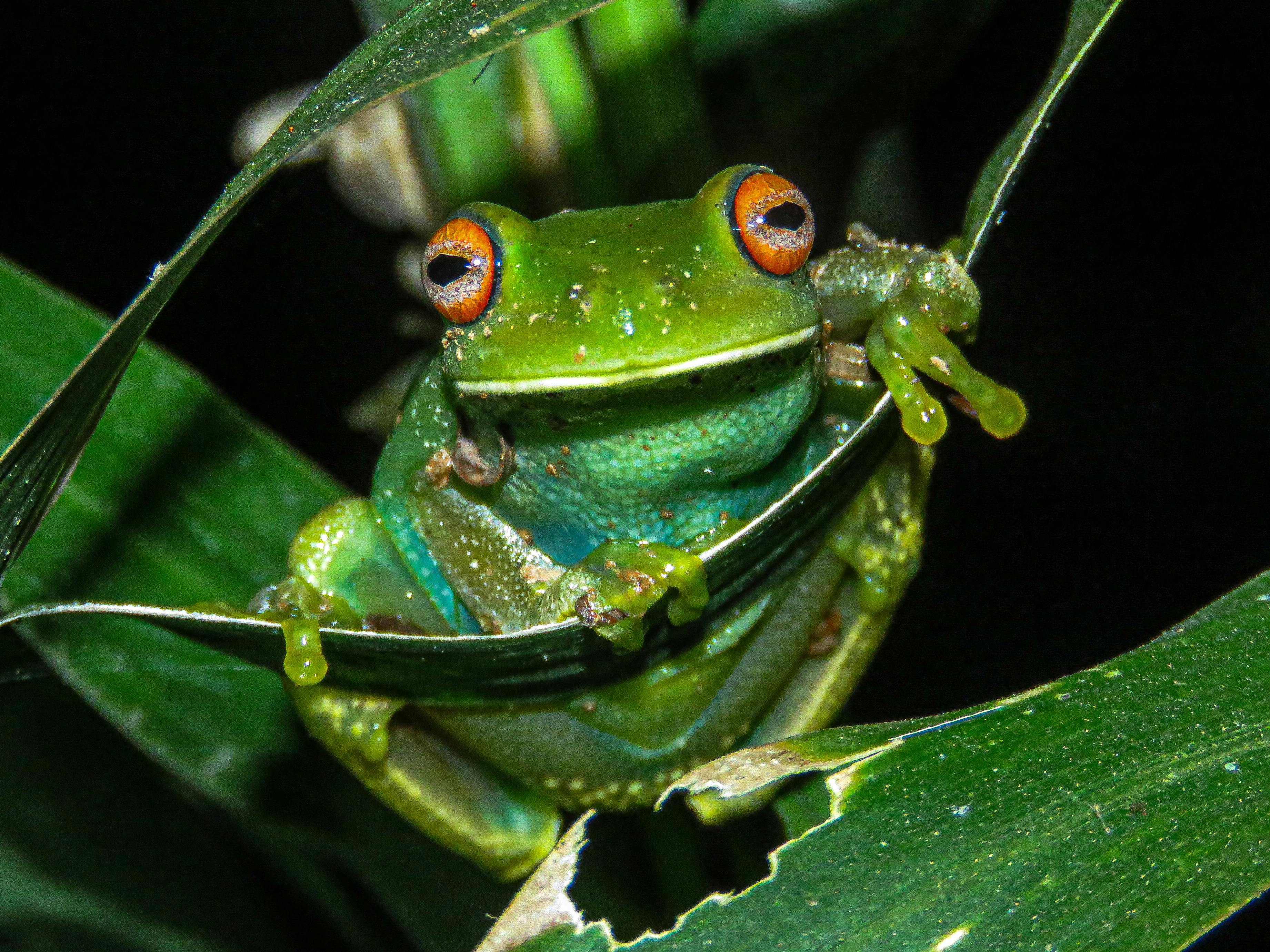 Amphibians – Dobs Pets & Exotics