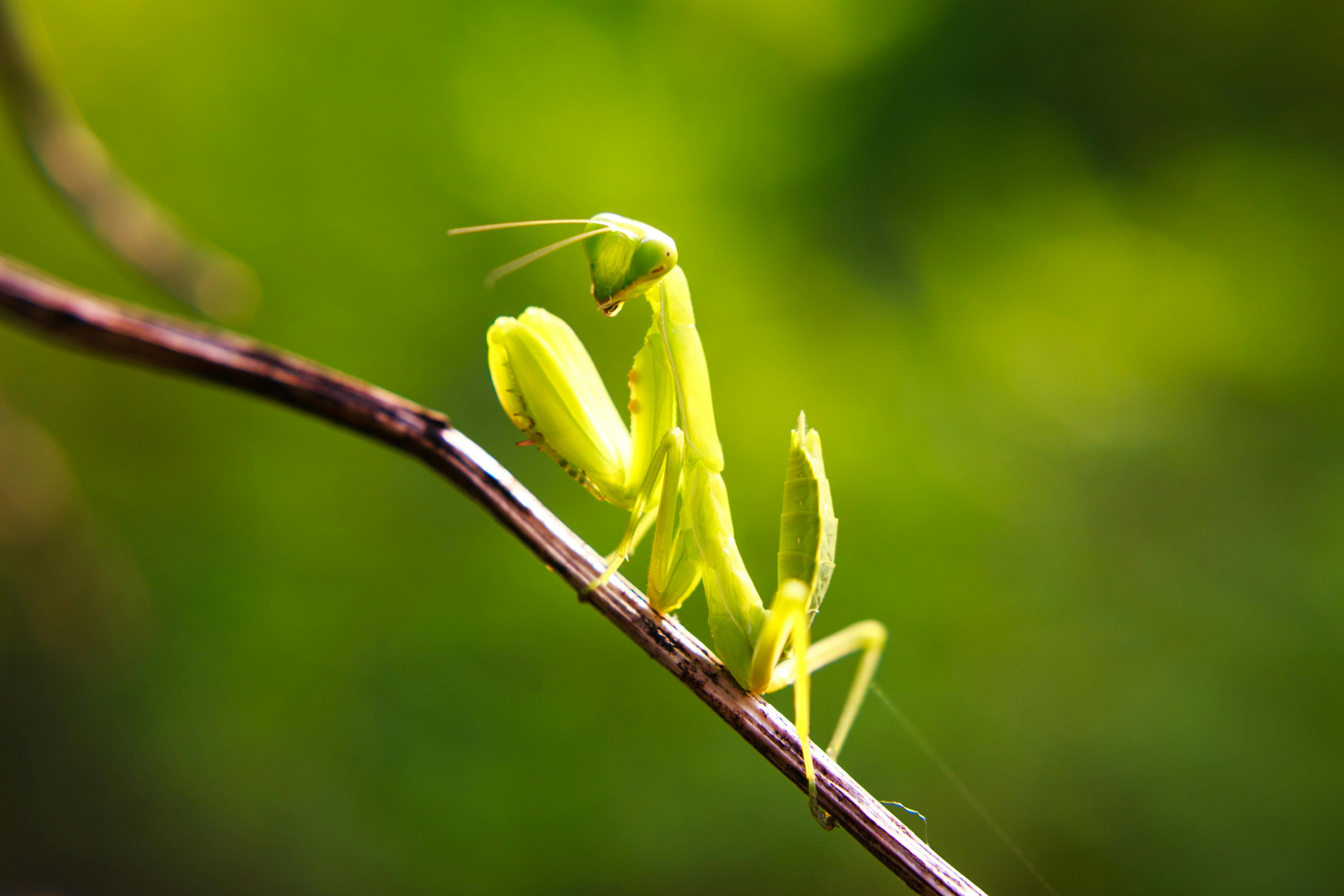 Invertebrates – Dobs Pets & Exotics